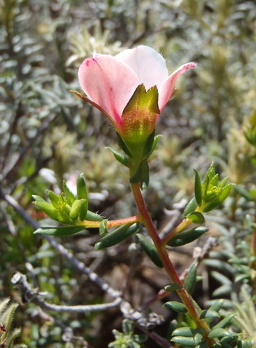 One chinaflower (Adenandra uniflora) Flower, Leaf, Care, Uses - PictureThis