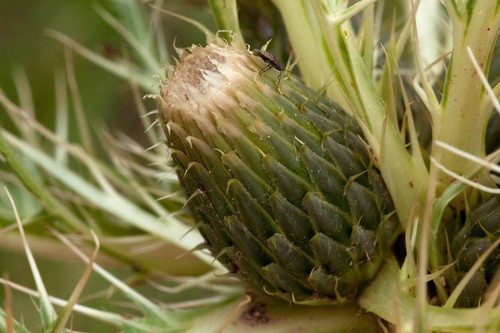 Dwarf thistle (Cirsium drummondii) Flower, Leaf, Care, Uses - PictureThis