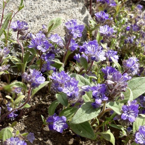 Phacelia humilis - PictureThis