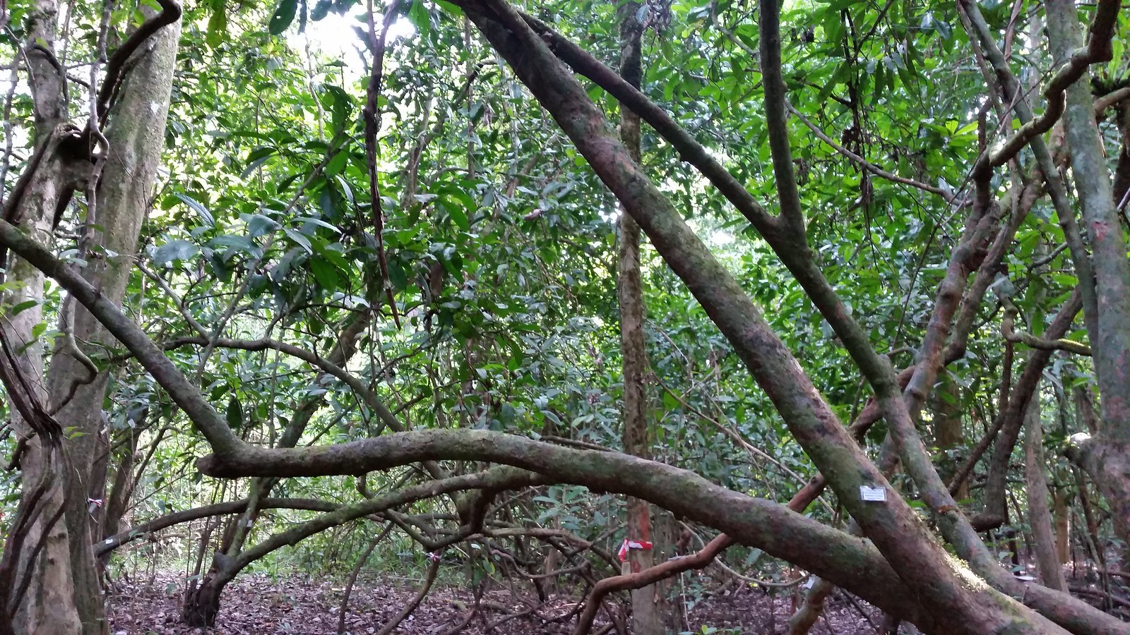 Dillenia excelsa - PictureThis