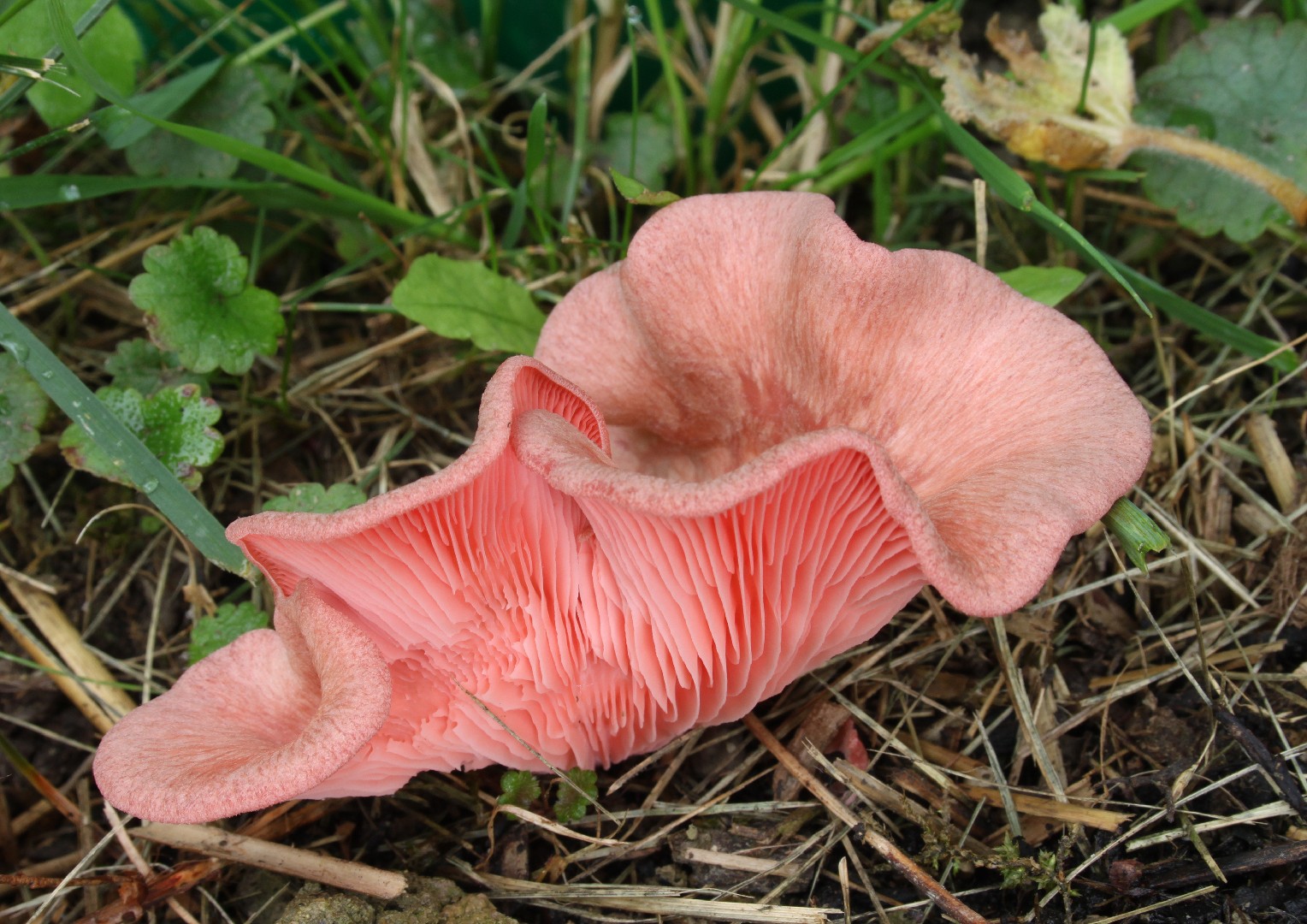 Pink oyster mushroom (Pleurotus djamor) Flower, Leaf, Care, Uses ...