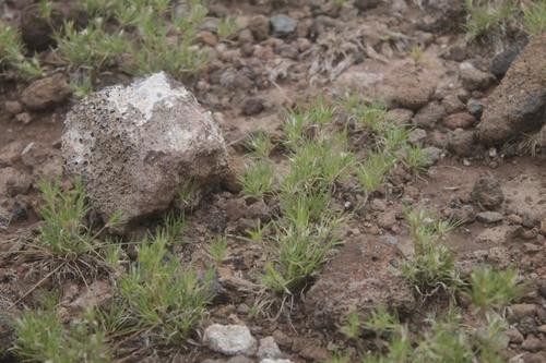 Munroa pulchella - PictureThis