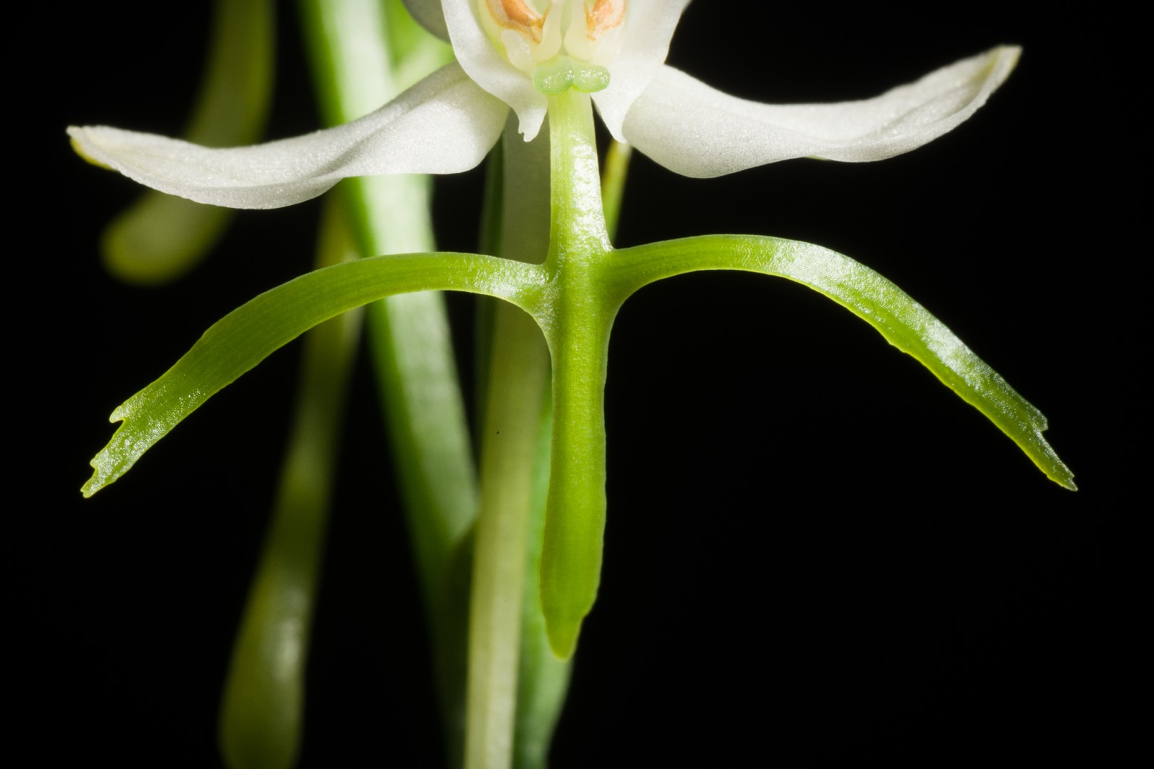 Habenaria linearifolia Flower, Leaf, Care, Uses - PictureThis
