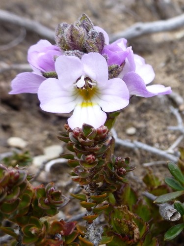Purple eyebright (Euphrasia collina) Flower, Leaf, Care, Uses - PictureThis