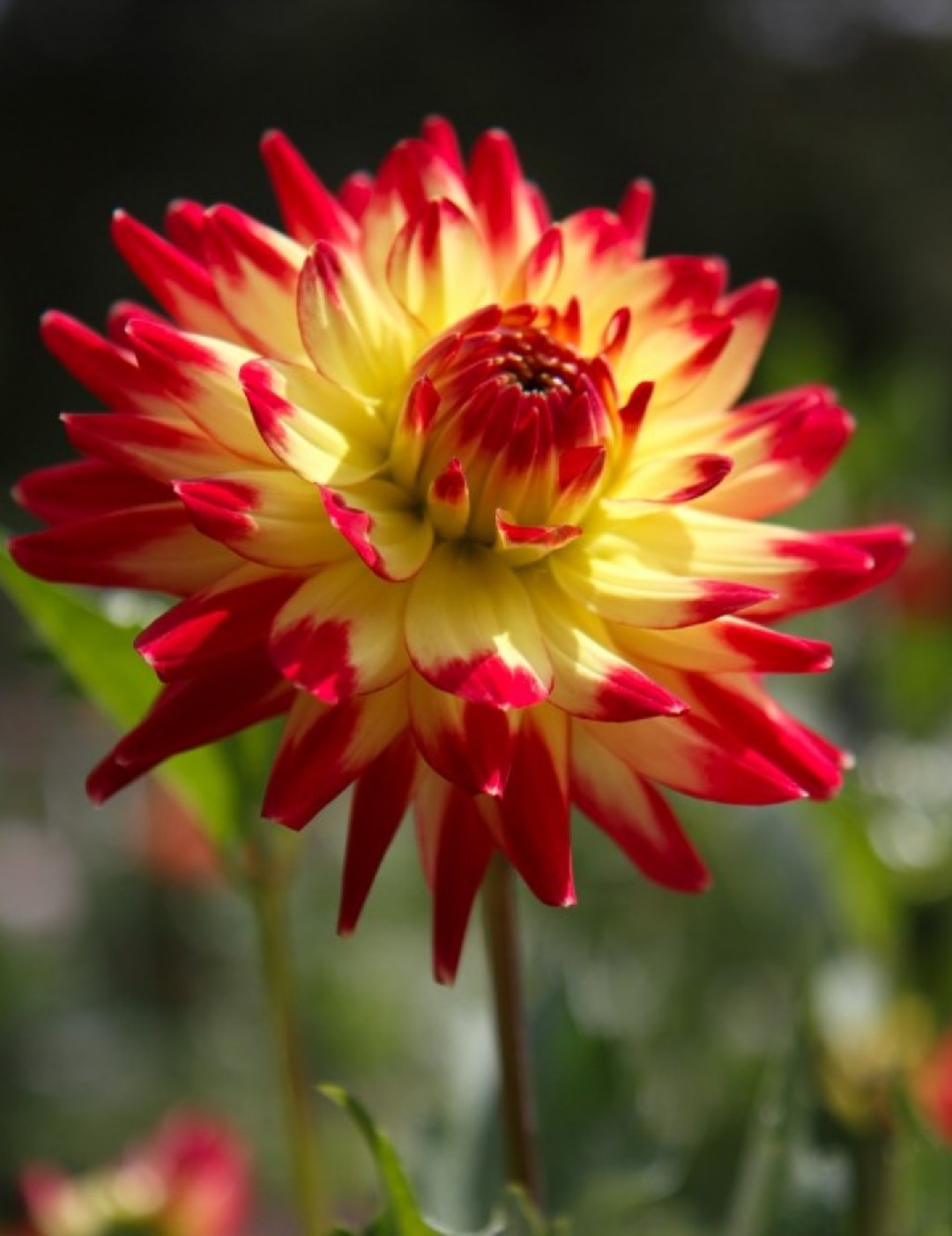 Dahlia 'Bridge View Aloha' - PictureThis