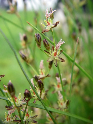 Saltmeadow rush (Juncus gerardii) Flower, Leaf, Care, Uses - PictureThis