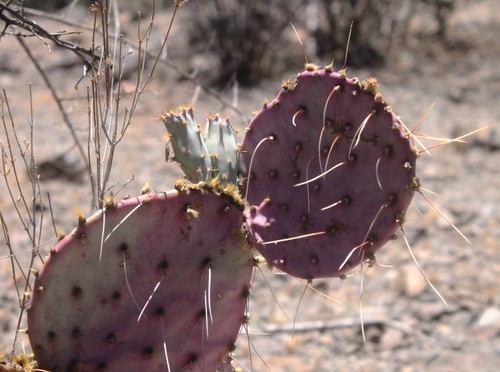 Nopal morado (Opuntia gosseliniana) - PictureThis
