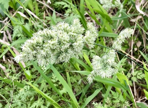 Texas bluegrass Care (Watering, Fertilize, Pruning, Propagation ...