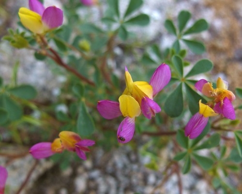 Lupinus stiversii - PictureThis