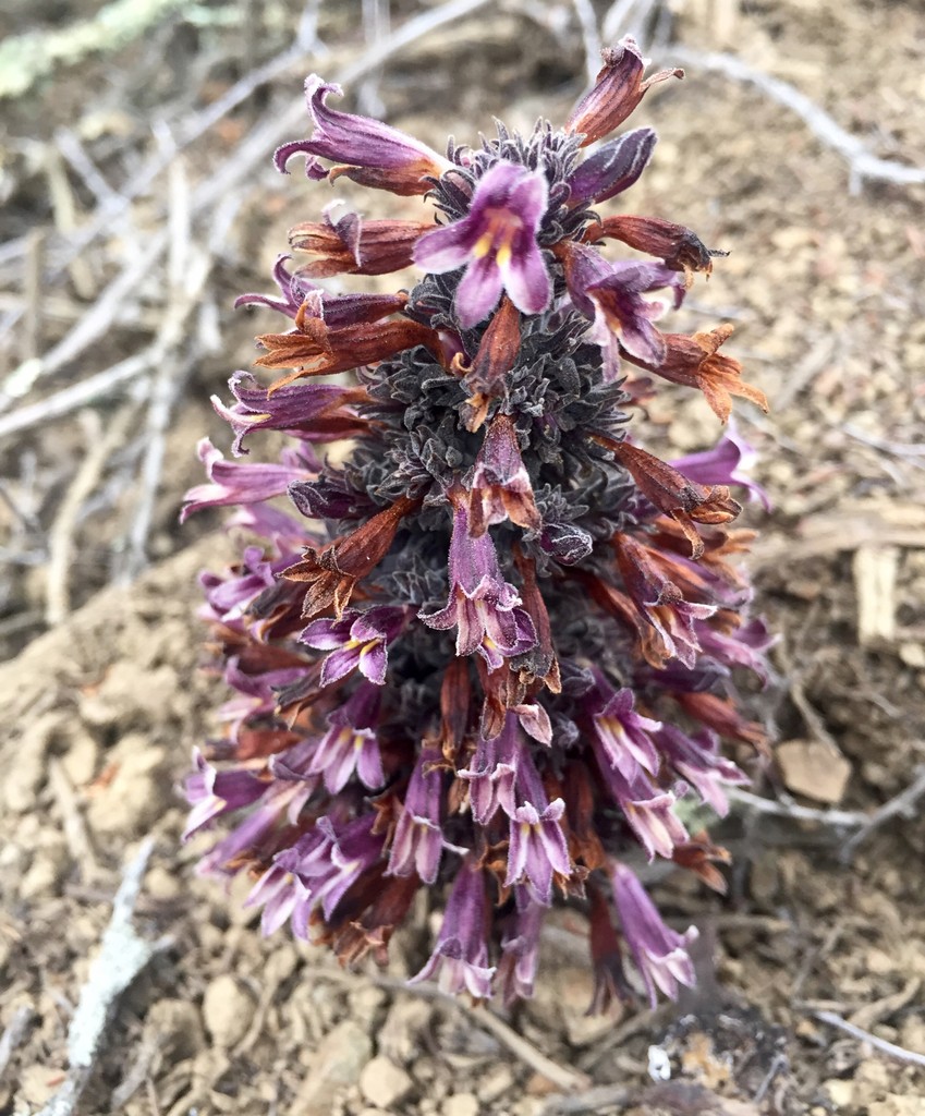 Chaparral broomrape (Aphyllon tuberosum) Flower, Leaf, Care, Uses ...