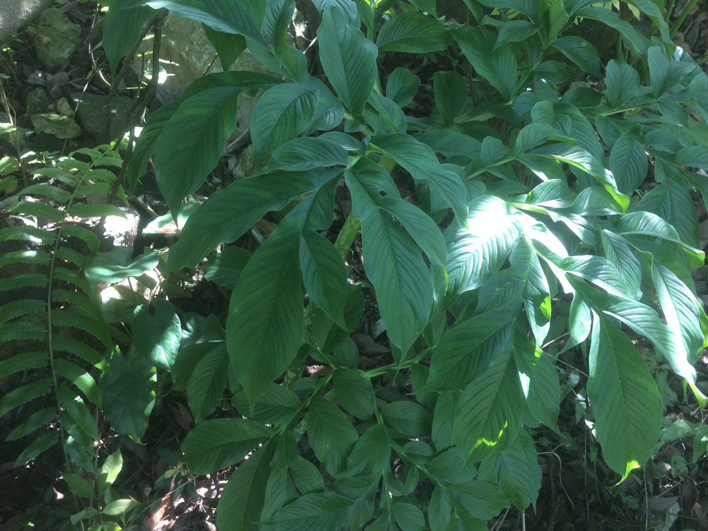 Amorphophallus Care (Watering, Fertilize, Pruning, Propagation ...