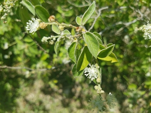 Croton humilis 照顧，種植，繁殖，開花時間 - PictureThis