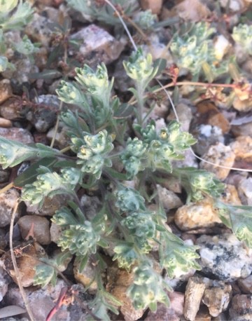 Micropus (Bombycilaena erecta) Flower, Leaf, Care, Uses - PictureThis