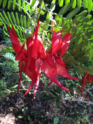 Clianthus puniceus - PictureThis