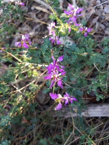 Dalea frutescens - PictureThis