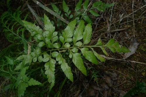 Asplenium lyallii - PictureThis