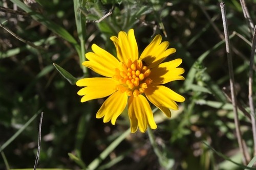Amblyolepis setigera - PictureThis