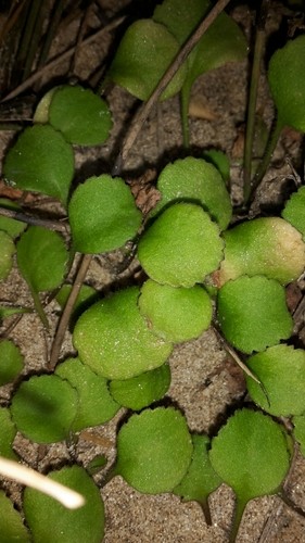 Leptinella rotundata - PictureThis