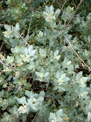 Saltbush (Atriplex halimus) Flower, Leaf, Care, Uses - PictureThis