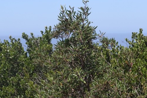 Summer-holly Care (Watering, Fertilize, Pruning, Propagation) - PictureThis