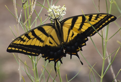 How to Pollinate California poppy? (Pollinators, Time Window, Enhance ...