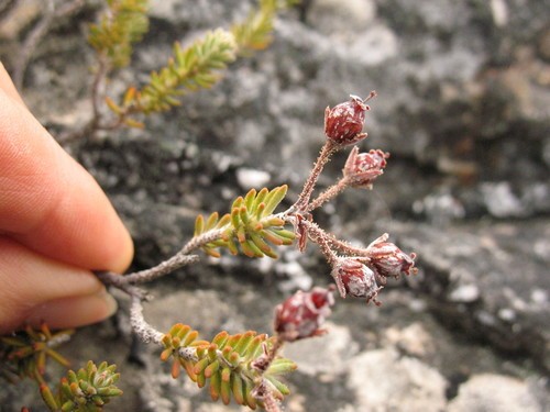 Erica oresigena Flower, Leaf, Care, Uses - PictureThis