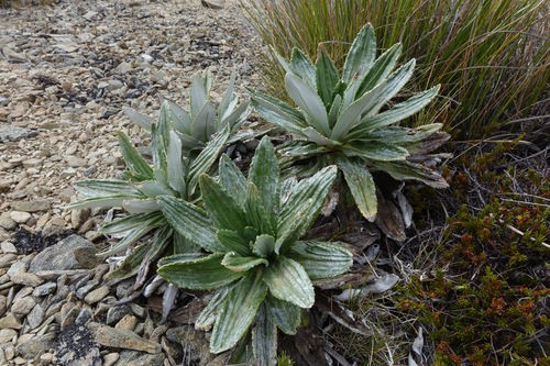 Mountain daisy (Celmisia densiflora) Flower, Leaf, Care, Uses - PictureThis