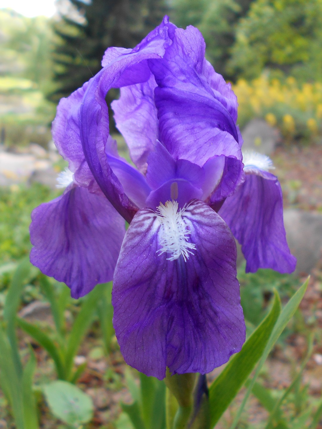 Iris aphylla - PictureThis