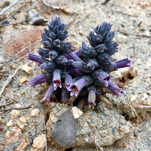 Chaparral broomrape (Aphyllon tuberosum) Flower, Leaf, Care, Uses ...