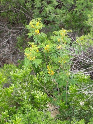 Leucaena retusa - PictureThis