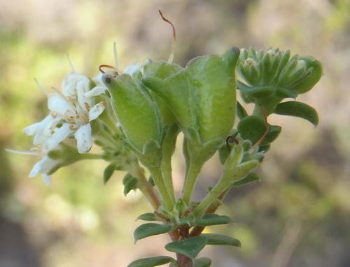 Agathosma recurvifolia - PictureThis