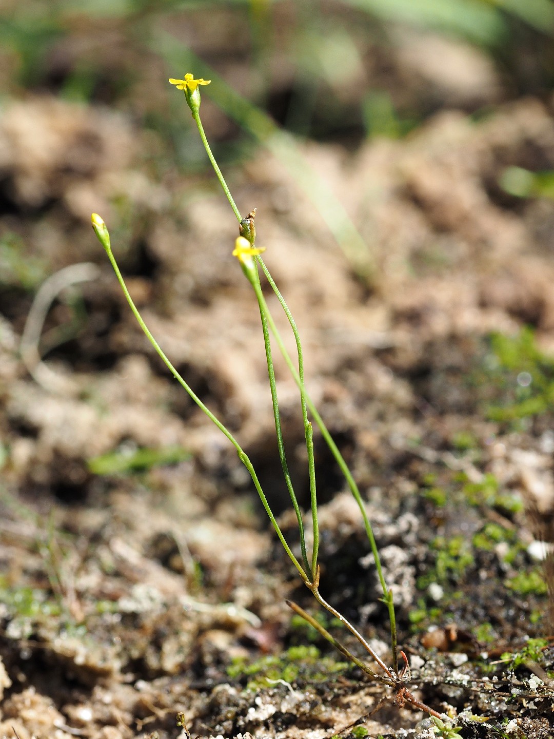Cicendia filiformis - PictureThis