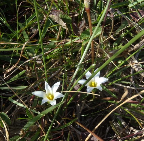 Romulea flava - PictureThis