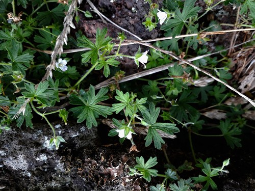 Solanders geranium (Geranium solanderi) Flower, Leaf, Care, Uses ...