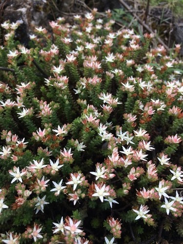 Chisme (Sedum moranense) - PictureThis