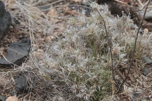 Munroa pulchella - PictureThis