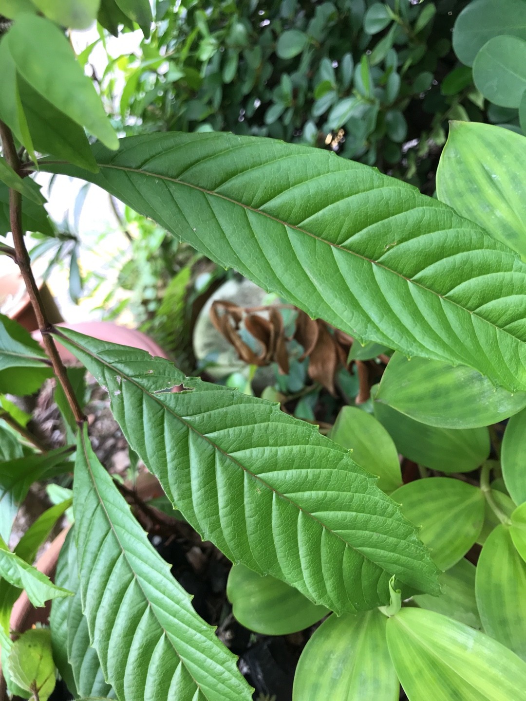 ヤマビワ (Meliosma rigida) 花言葉，毒性，よくある質問 - PictureThis