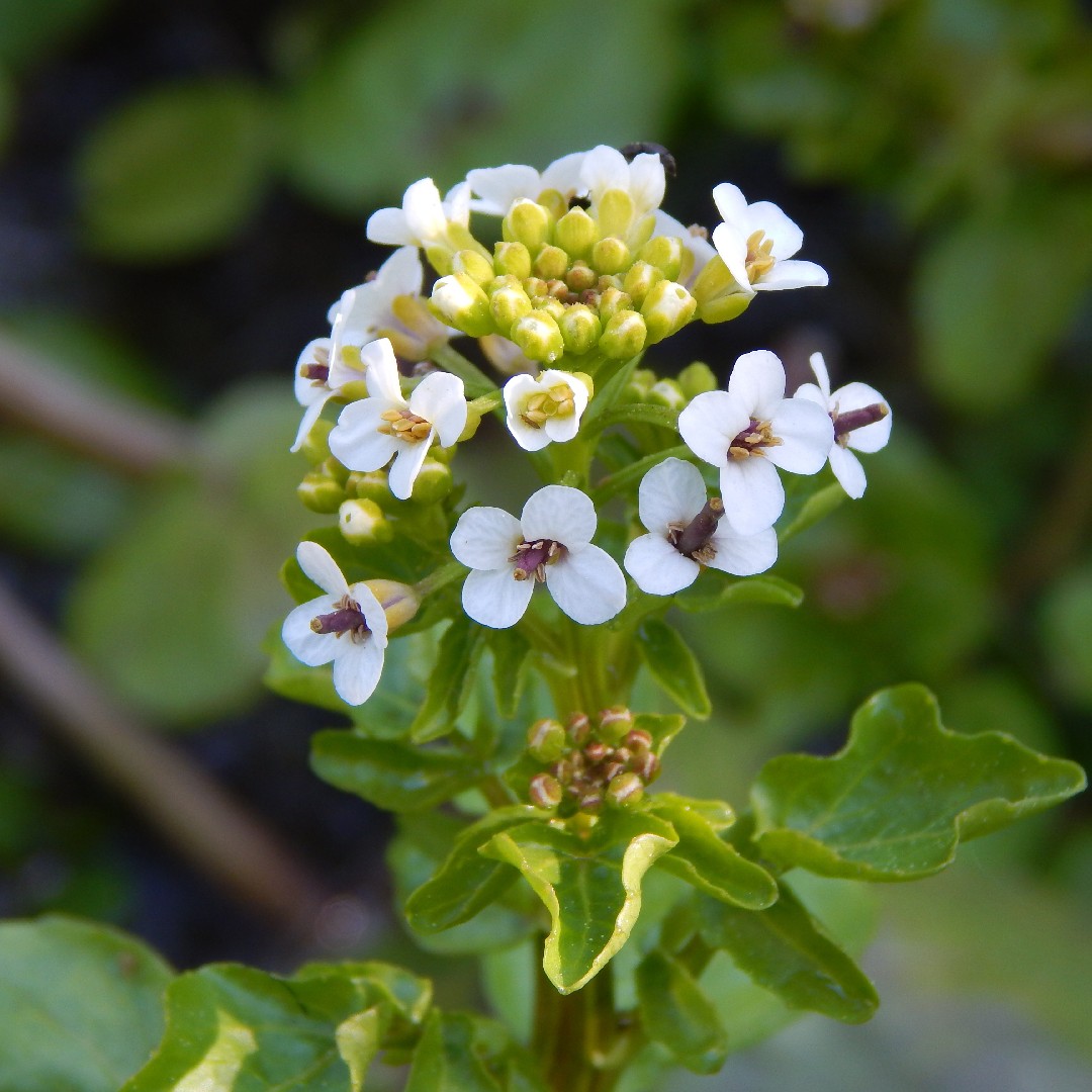 Witte Waterkers (Nasturtium officinale) - PictureThis