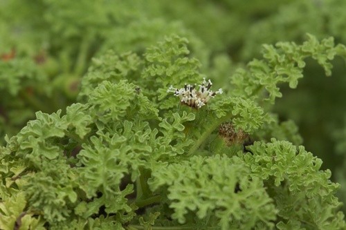Scalesia helleri - PictureThis