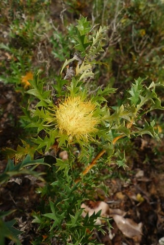 Banksia armata - PictureThis