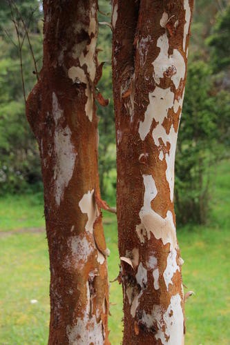 Arrayán (Luma apiculata) - PictureThis