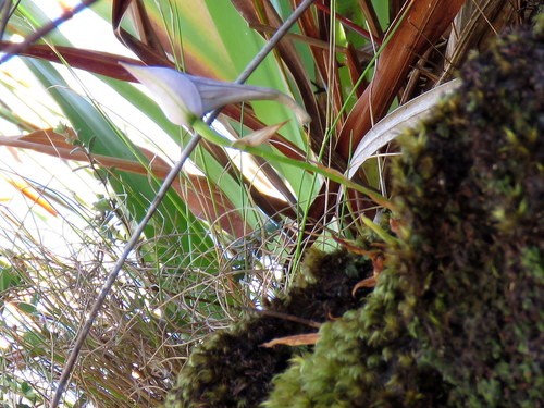 Диза (Disa) - PictureThis