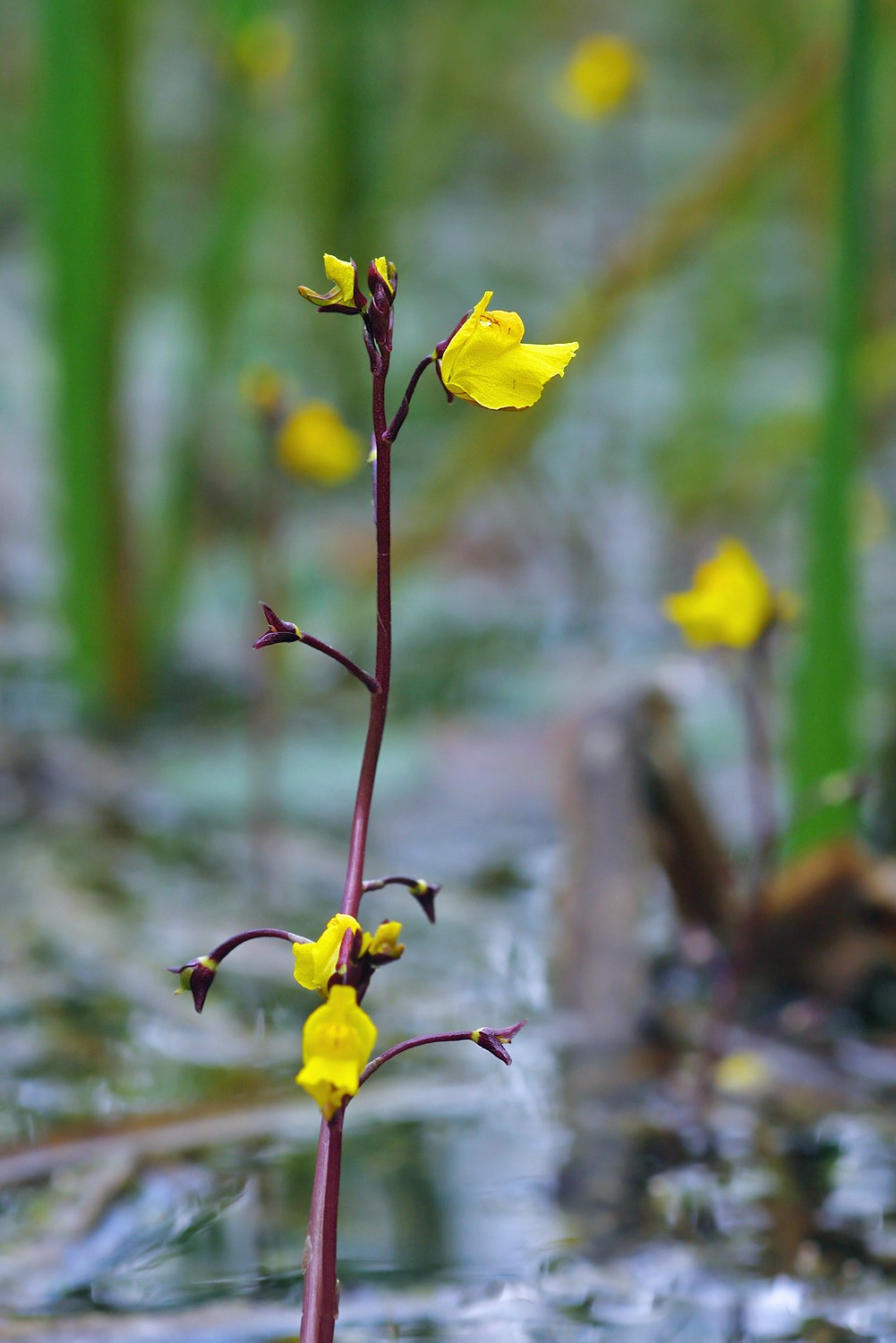 American bladderwort (Utricularia vulgaris) Flower, Leaf, Care, Uses ...