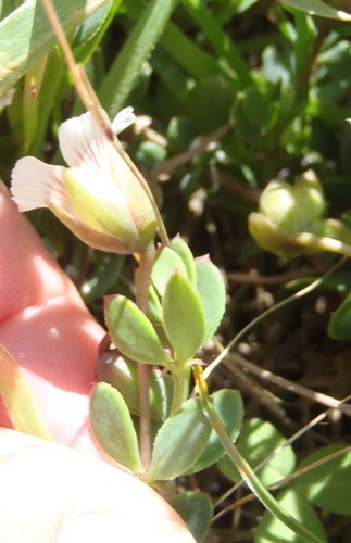 Roepera Care (Watering, Fertilize, Pruning, Propagation) - PictureThis