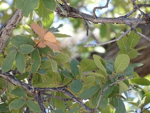 Encino blanco (Quercus arizonica) - PictureThis