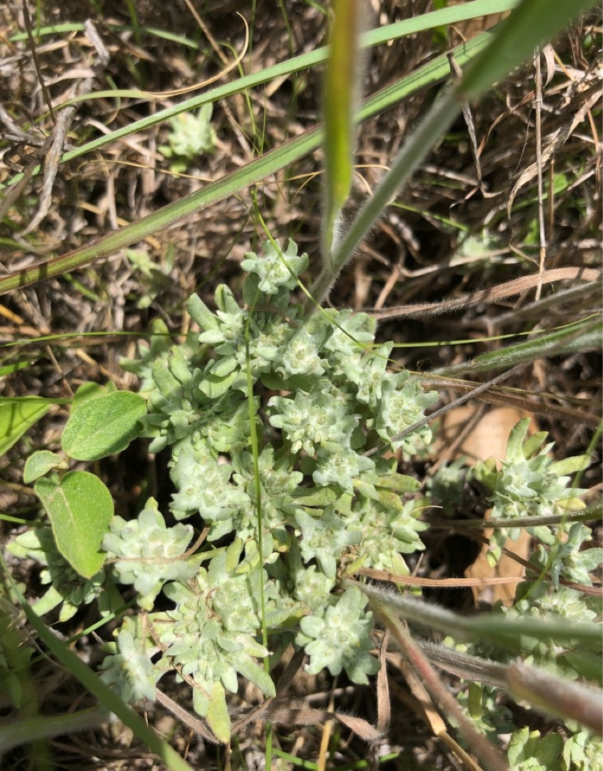 Dwarf cudweed (Diaperia) Flower, Leaf, Care, Uses - PictureThis