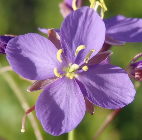 Heliophila subulata - PictureThis