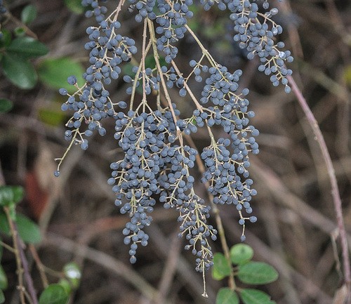 California privet (Ligustrum ovalifolium) Flower, Leaf, Care, Uses ...