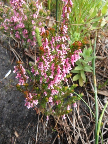 🍀 How to Grow and Care for Erica intervallaris