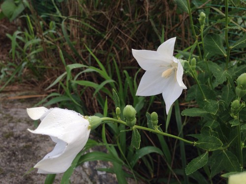 Balloon Flower Plant Yellow Leaves | Best Flower Site